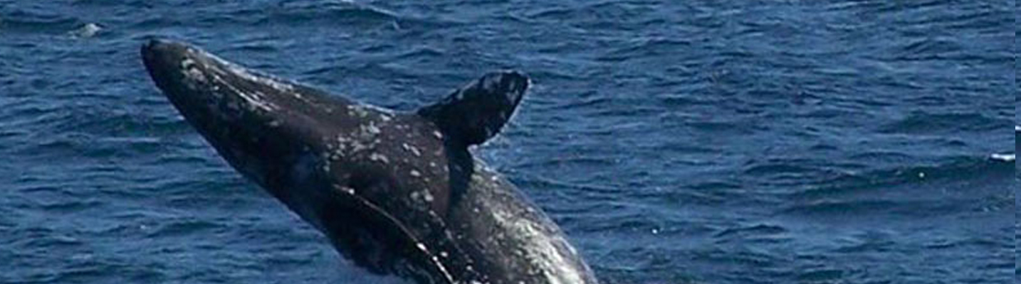 Learn About and Track the Gray Whale Migration - City Experiences™