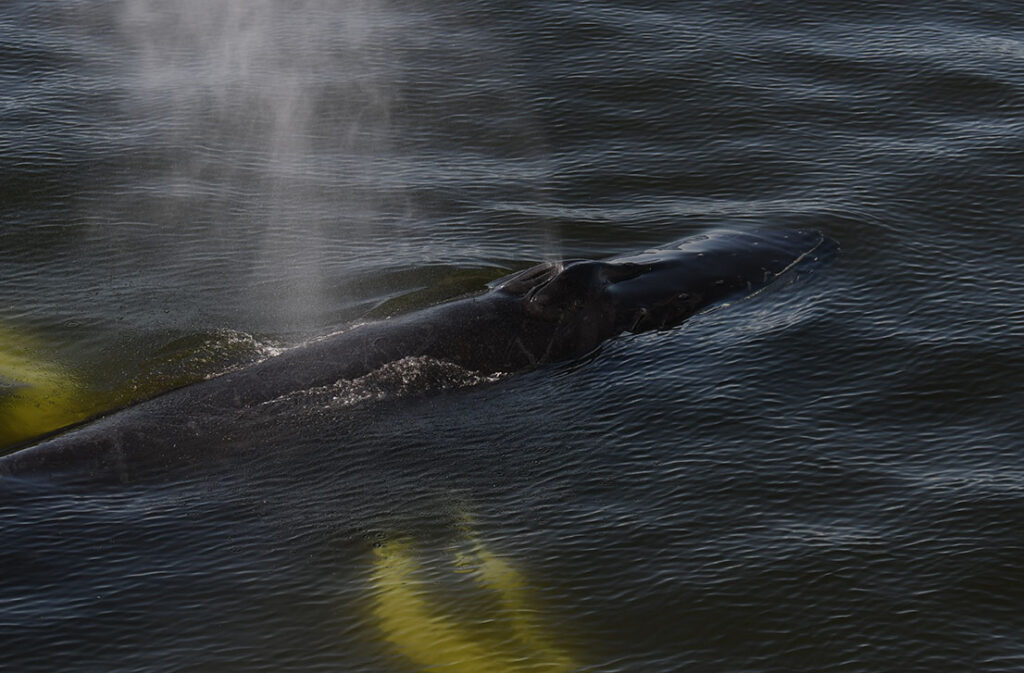 Boston Whale Watching: Naturalist Notes – 5/12/23