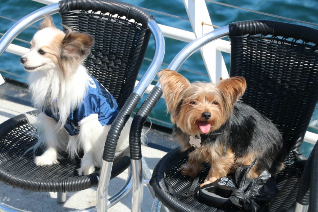 Pet-Friendly Cruises with Your Canine Crew and City Cruises - City ...